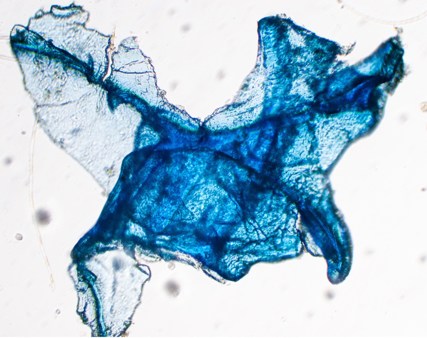 A Brief Dive into Microplastics – Lake Champlain Maritime Museum